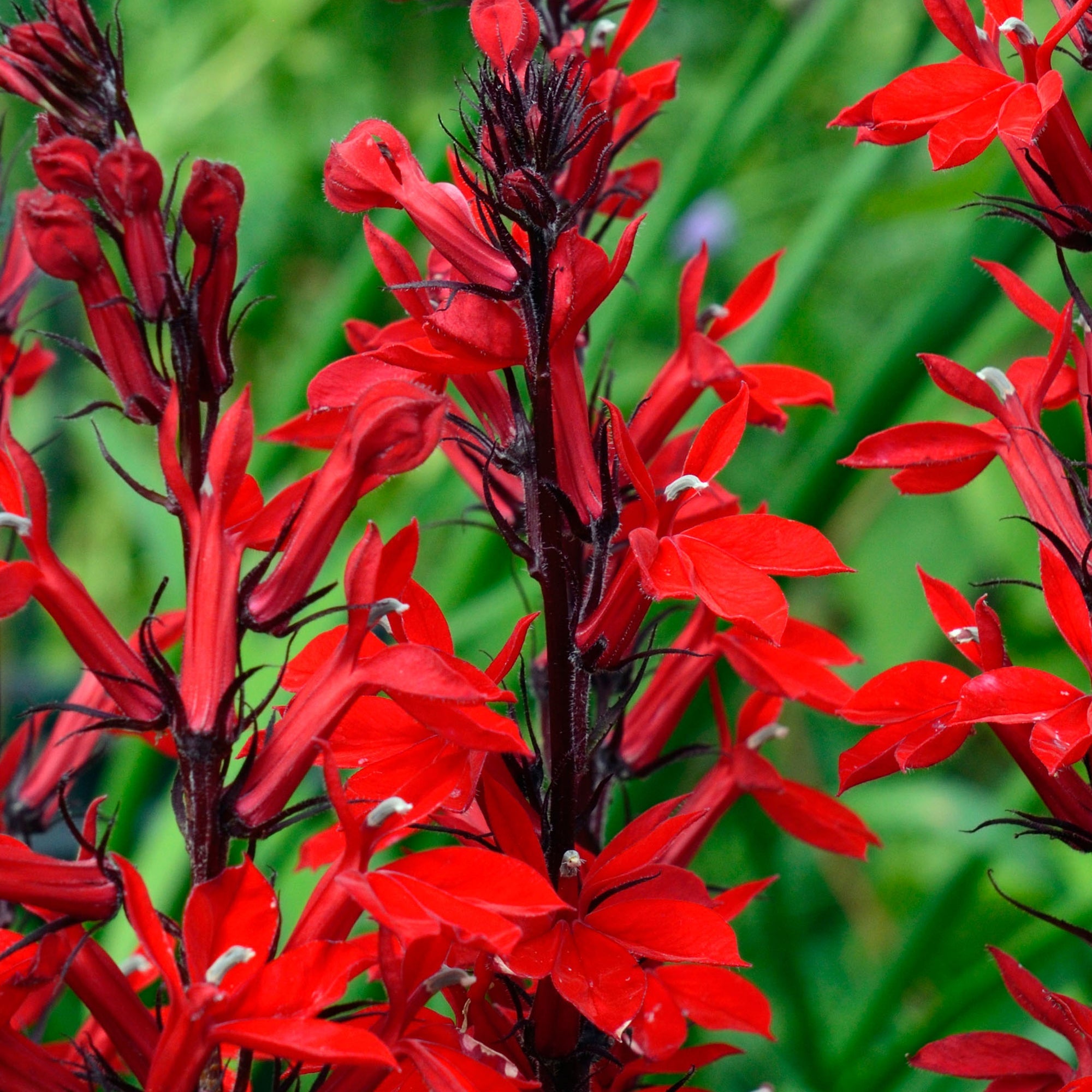 Red Flowers for the Garden | Red Plants | Gardeners Dream