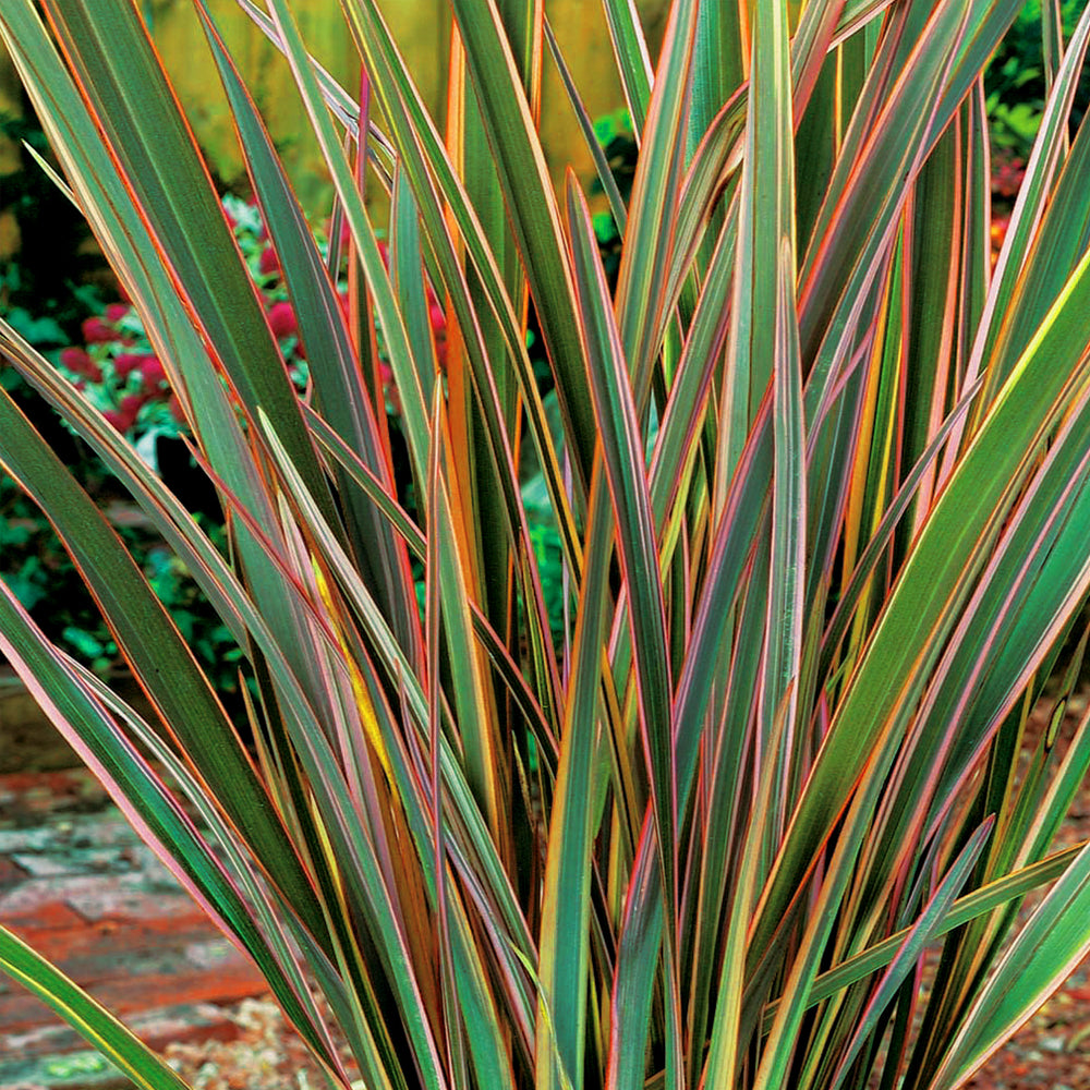 Phormium Maori Queen New Zealand Flax Gardeners Dream Phormium Maori Queen New Zealand Flax Gardeners Dream