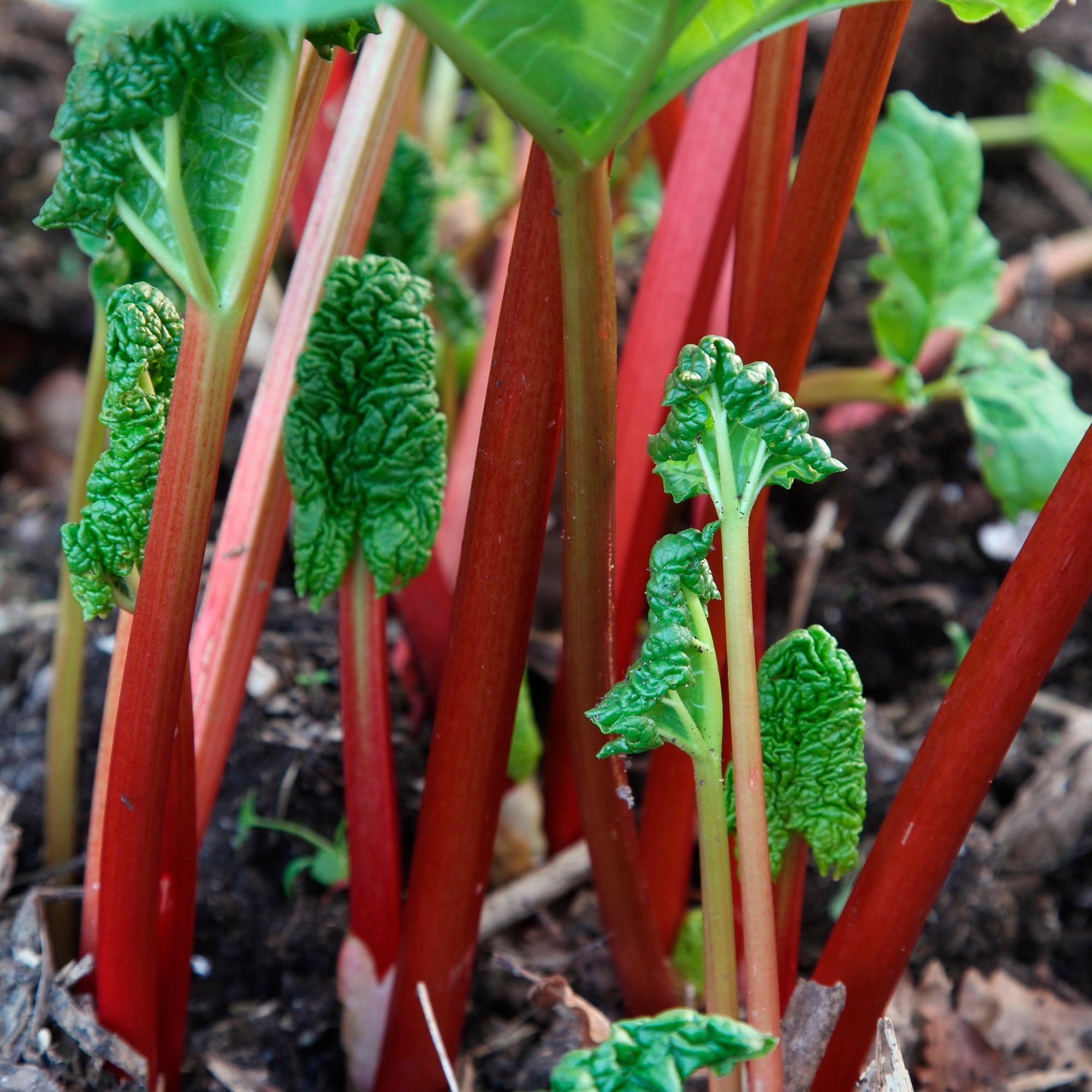 Rhubarb Timperley Early Bare Root Crowns Rhubarb Gardeners Dream rhubarb-timperley-early-bare-root-crowns-rhubarb-gardeners-dream