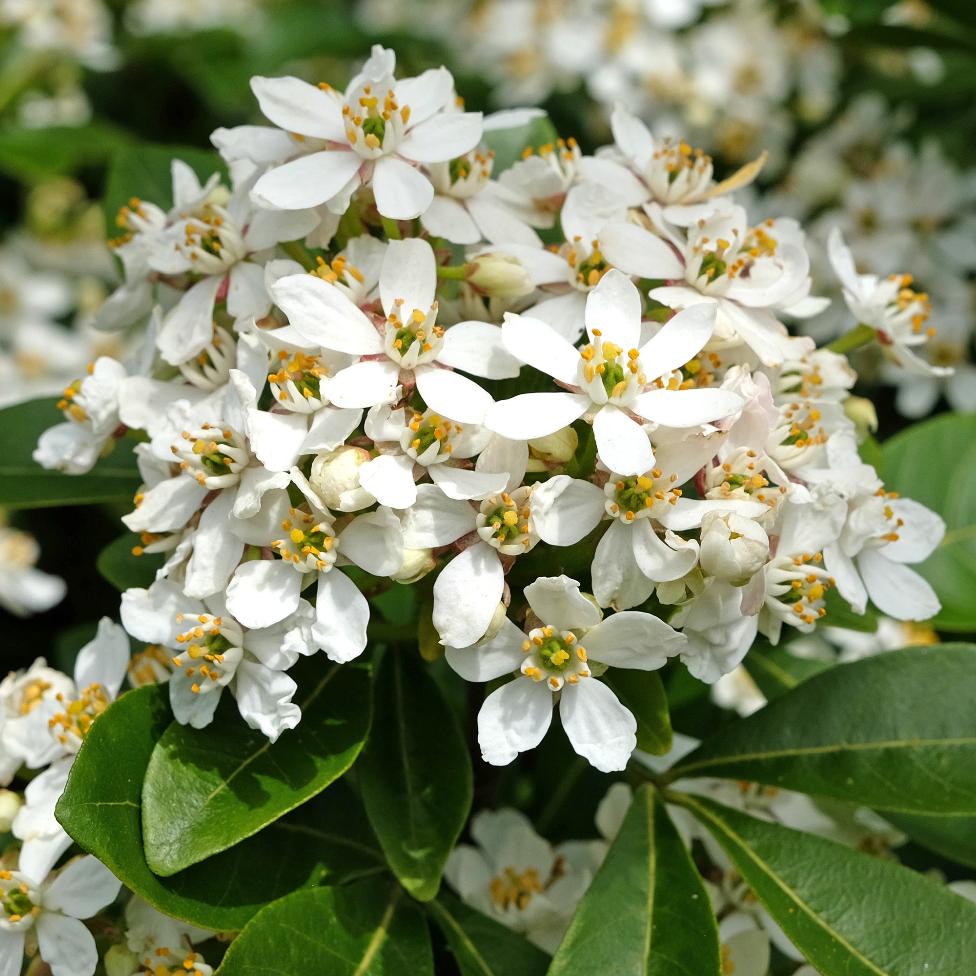Choisya 'Aztec Pearl' | Mexican Orange Blossom – Gardeners Dream