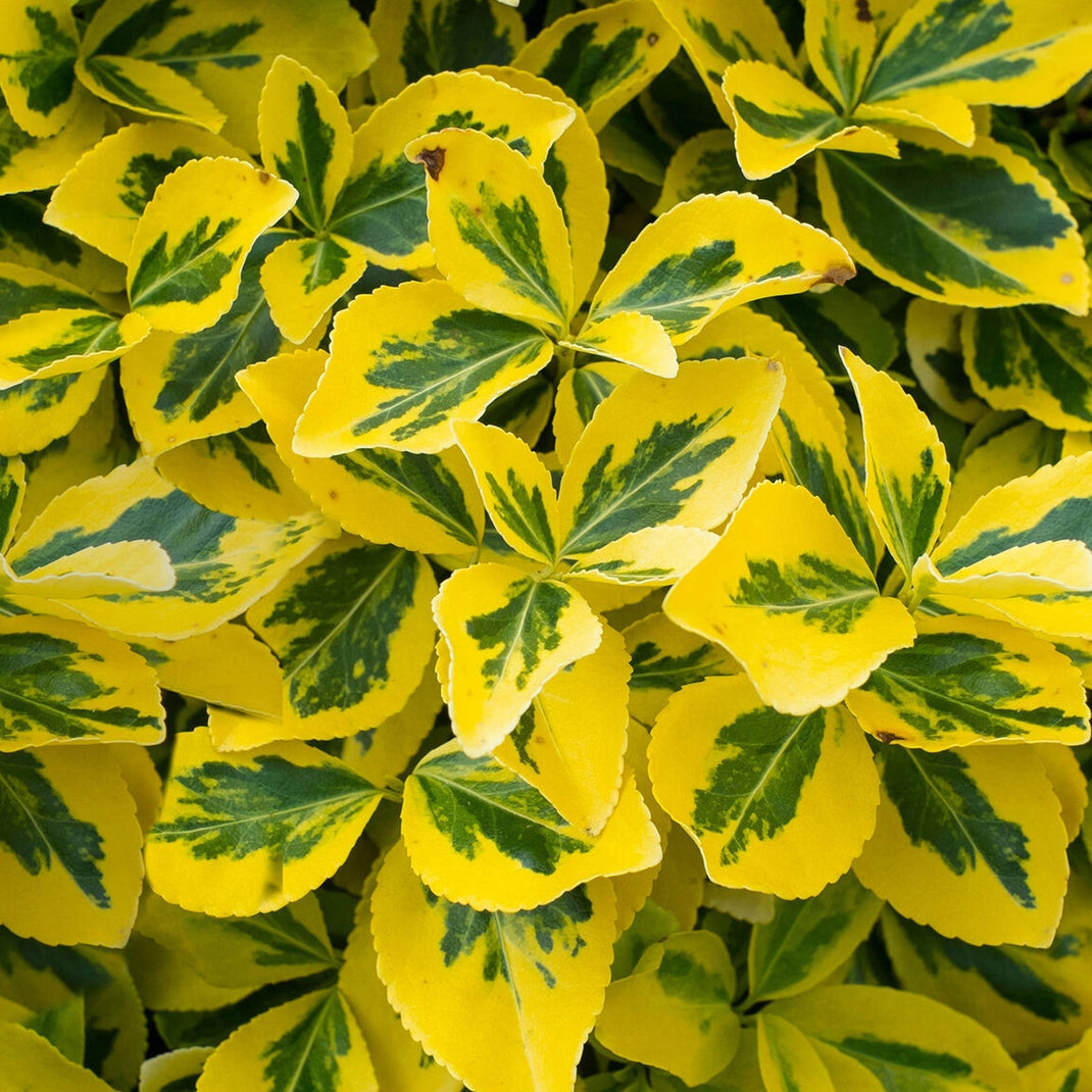 How to Grow Euonymus | Gardeners Dream