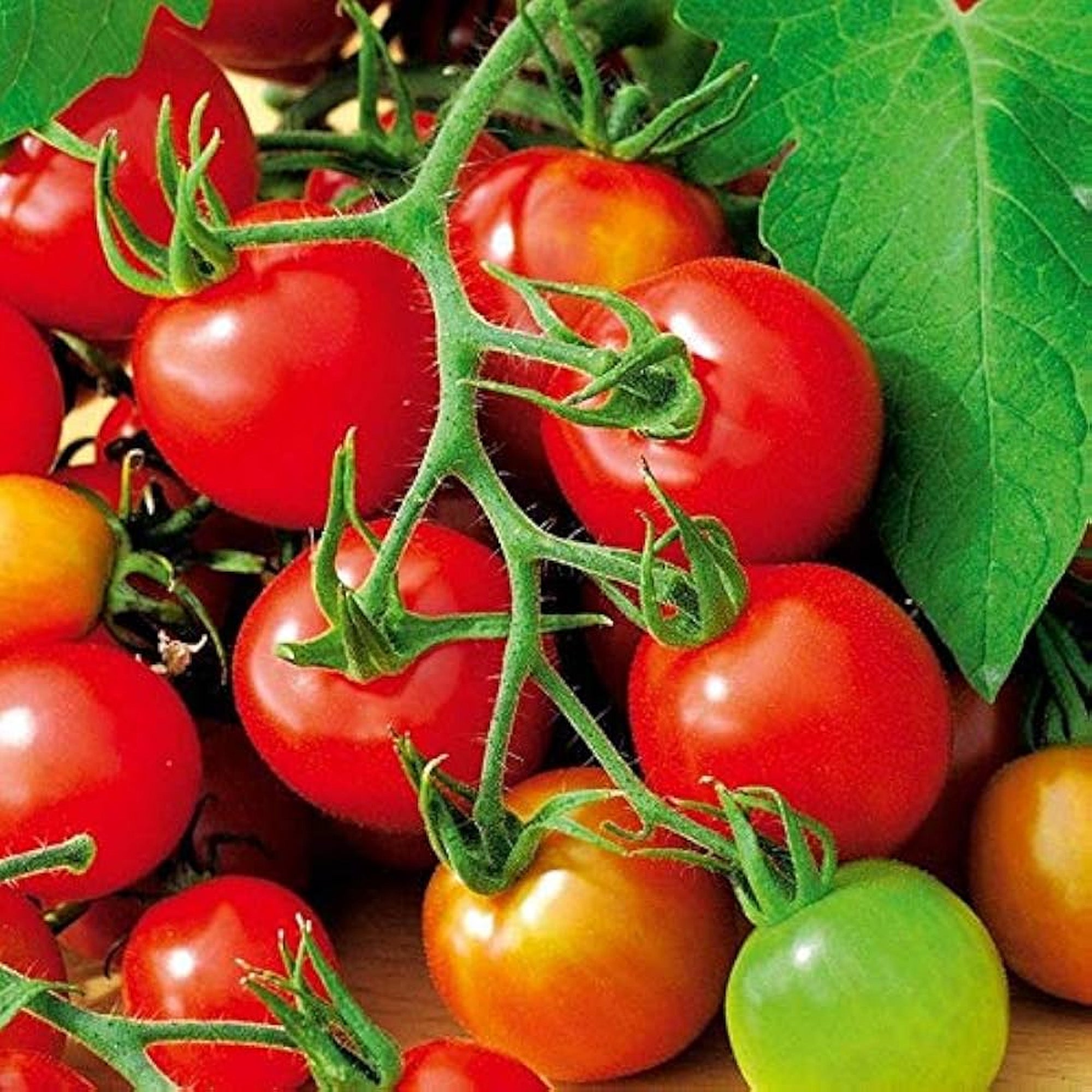 Tomato 'Black Opal' Seeds | Dark-Skinned Cherry Tomatoes – Gardeners Dream
