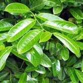 How To Plant Laurel Hedging | Gardeners Dream