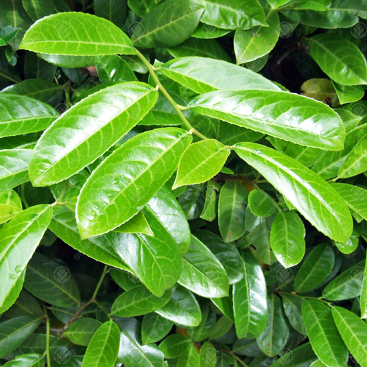 How To Plant Laurel Hedging | Gardeners Dream