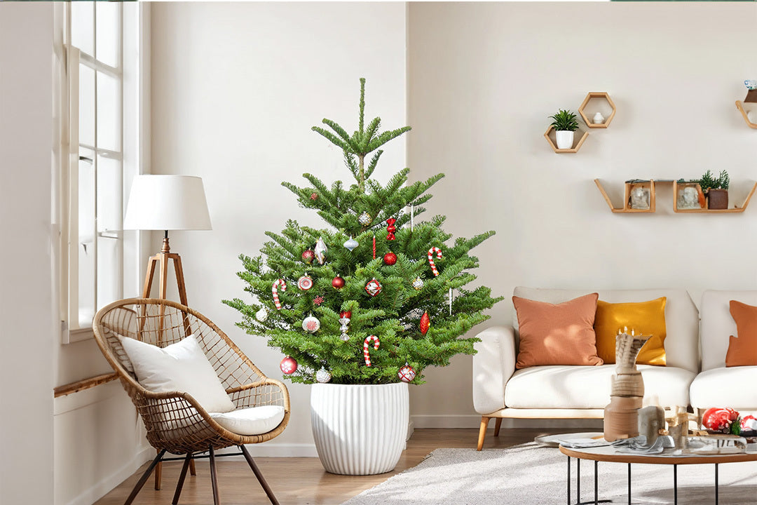 How to Look After a Pot Grown Christmas Tree | Gardeners Dream