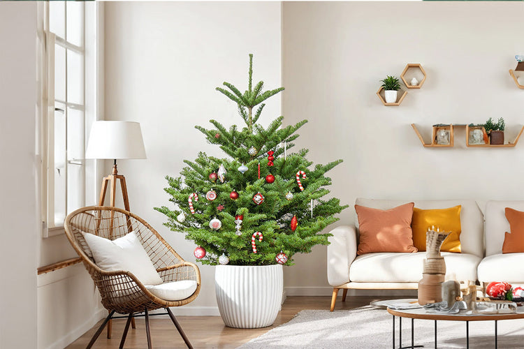 How to Look After a Pot Grown Christmas Tree | Gardeners Dream