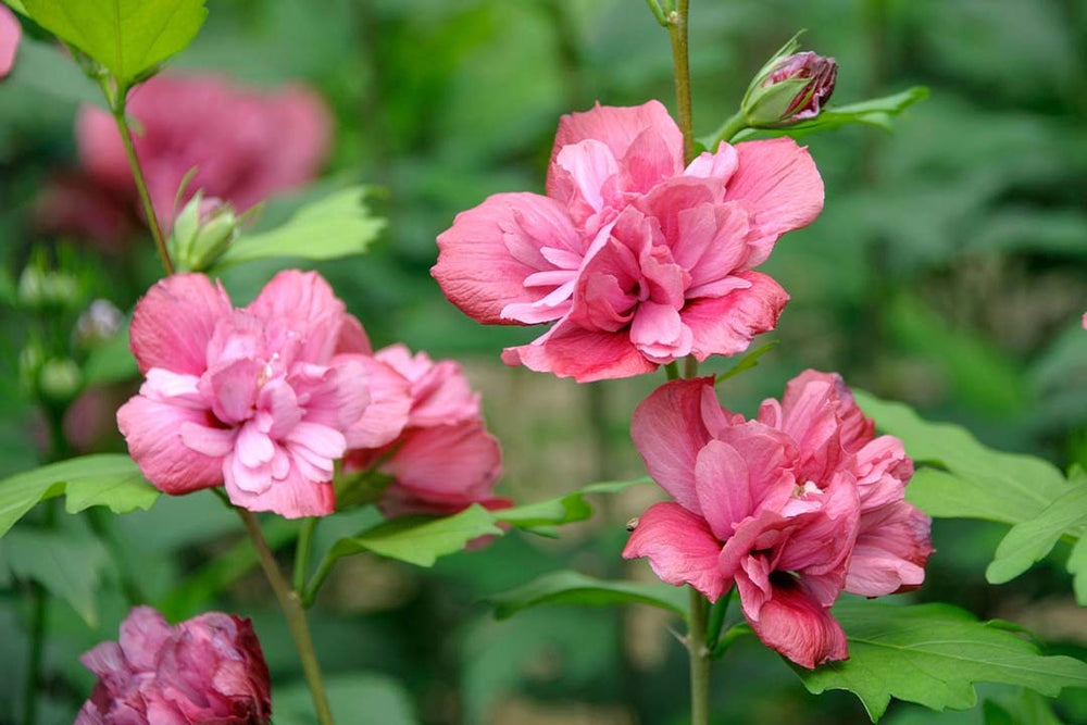 Juneberry Bare Root Hedge | Shadbush – Gardeners Dream