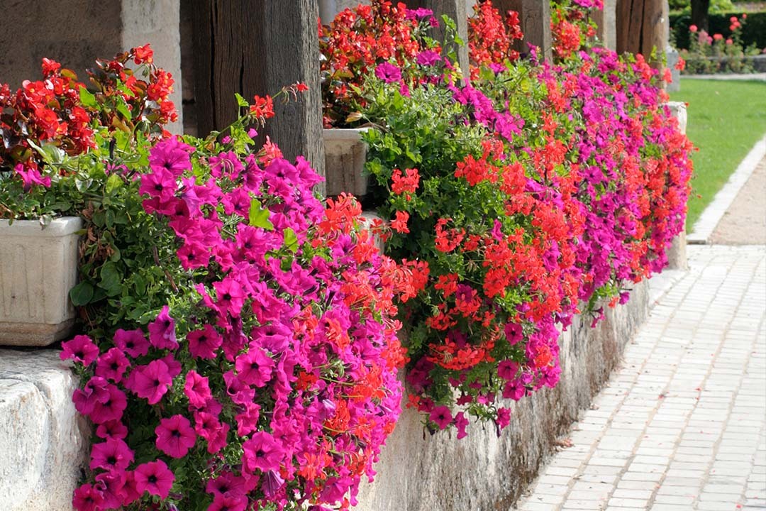 Top 10 French Country Garden Styles | Gardeners Dream