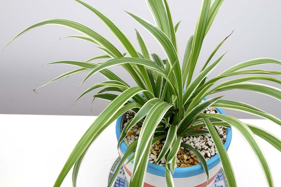 Spider Plant Care | Gardeners Dream
