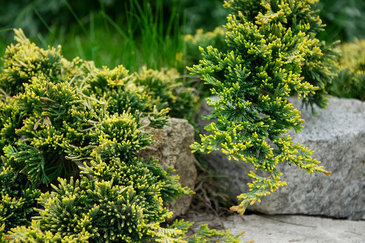 How to Grow Juniper Trees and Shrubs | Gardeners Dream
