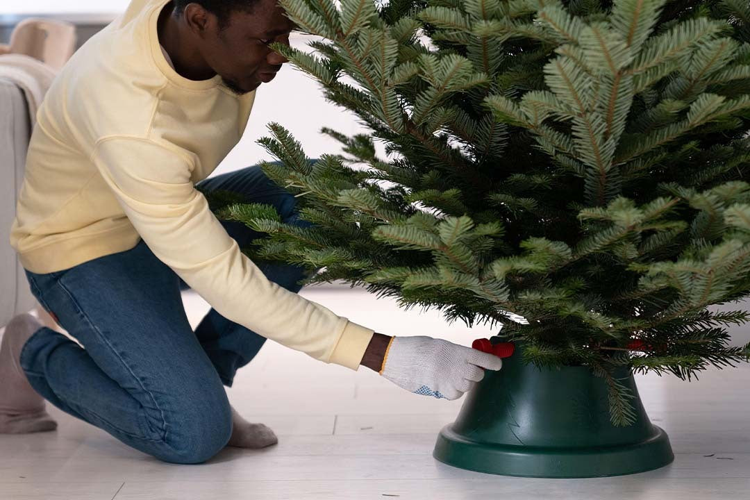 How To Look After A Real Christmas Tree | Gardeners Dream