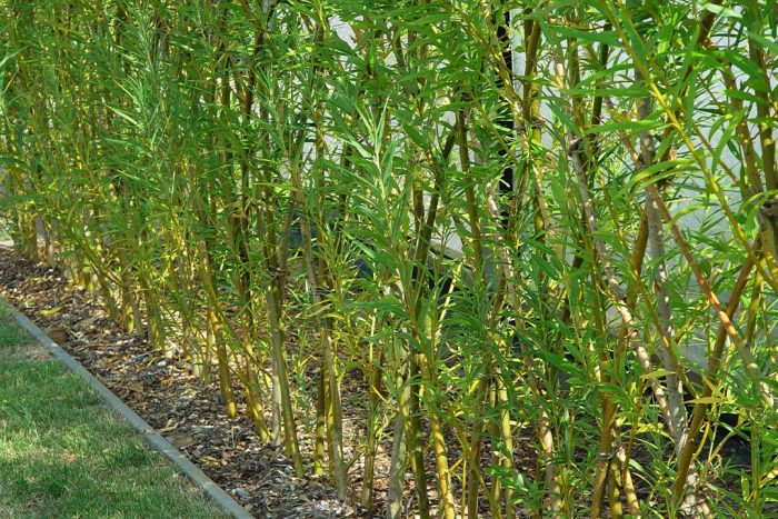 How To Plant A Willow Hedge | Gardeners Dream