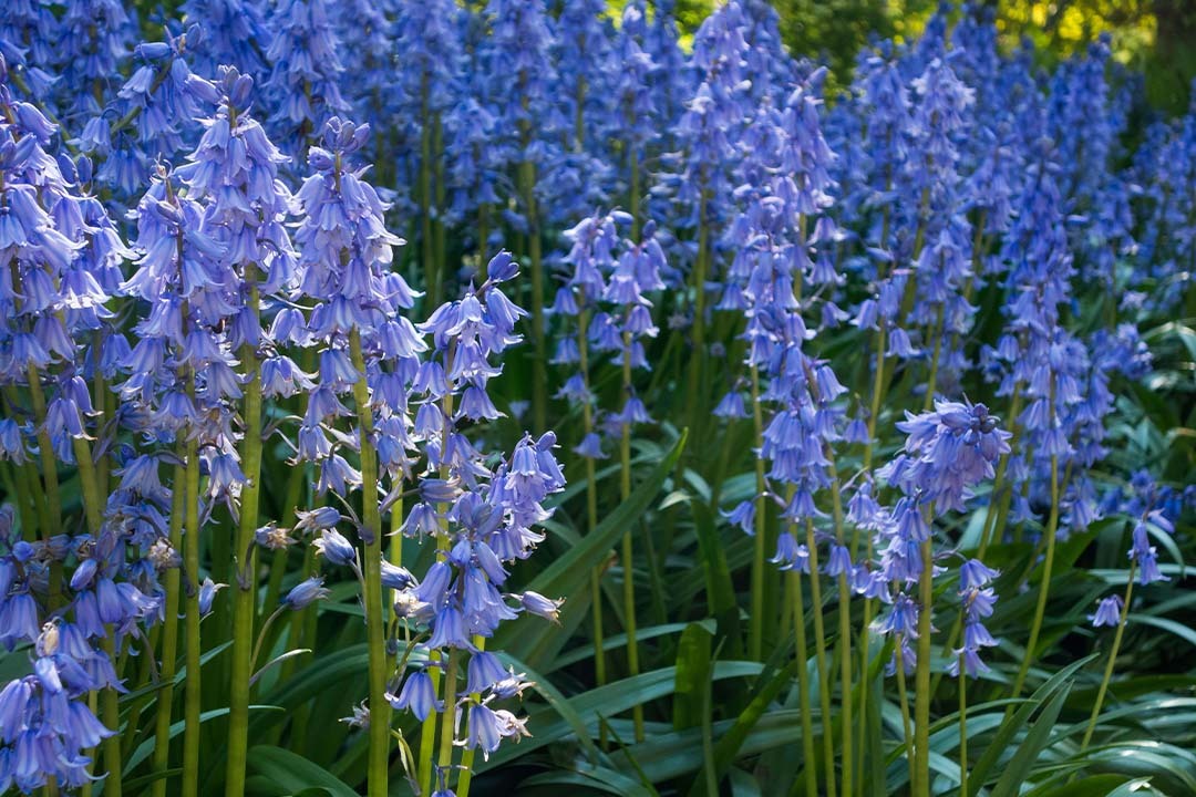 Planting Bluebells | Gardeners Dream