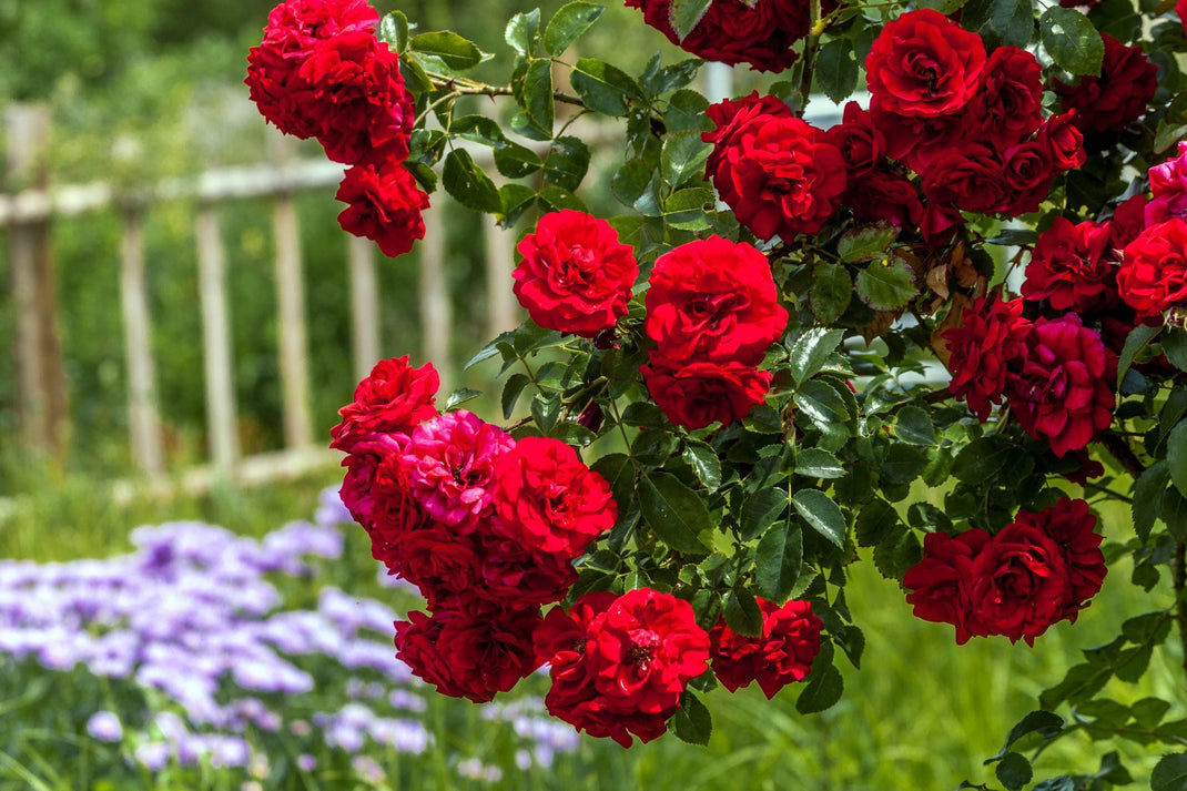 Common Garden Flowers | Gardeners Dream