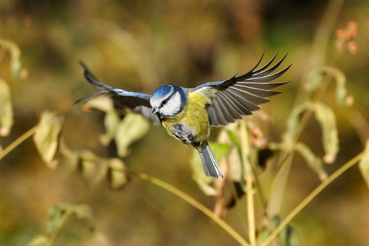 Most Common UK Garden Birds | Gardeners Dream