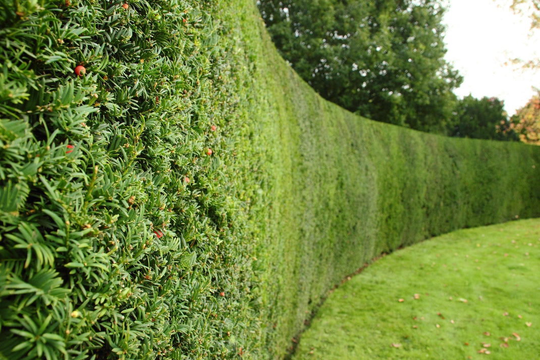 How To Plant Bare Root Hedging | Gardeners Dream