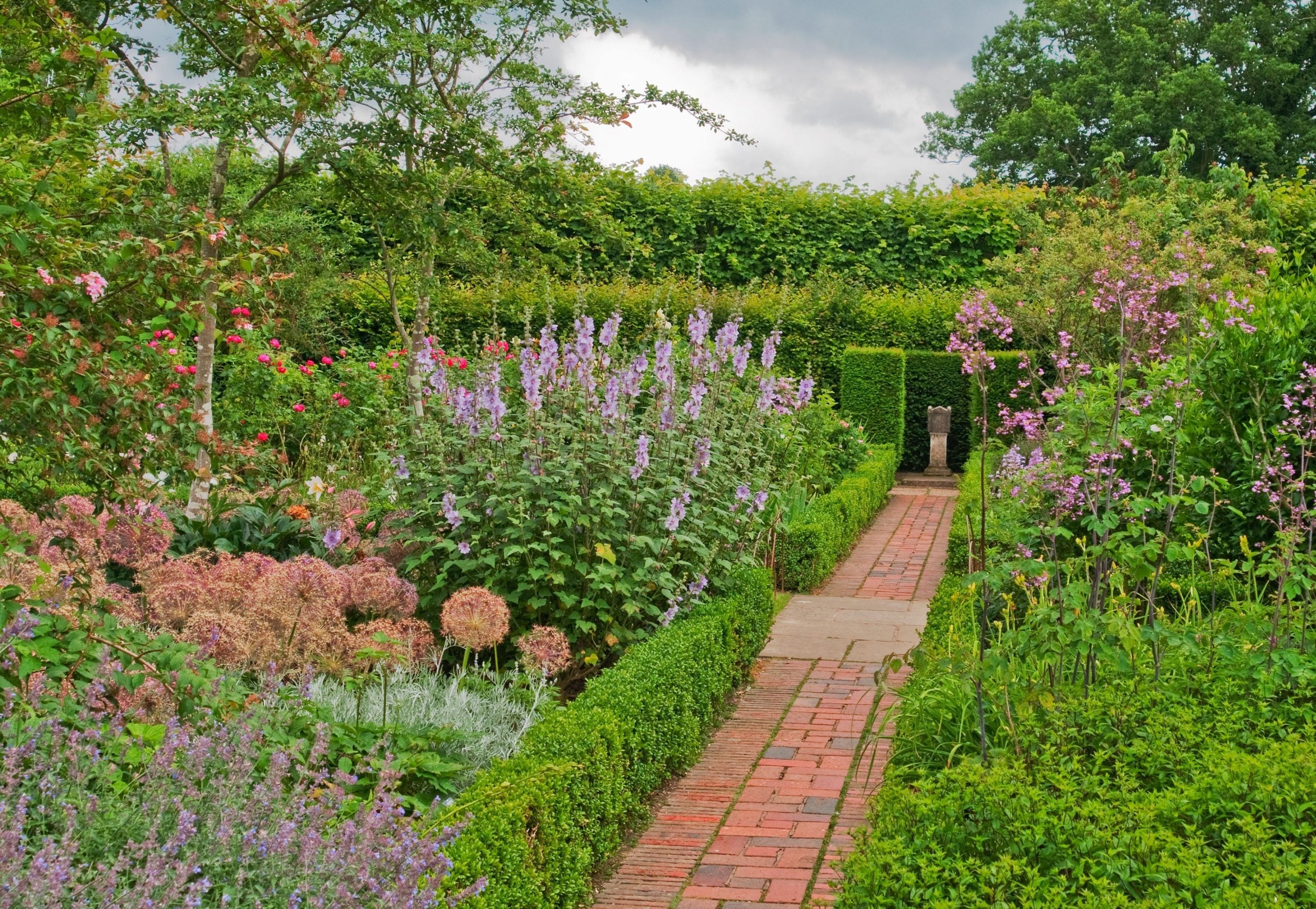 Most Popular Types Of Hedging | Gardeners Dream