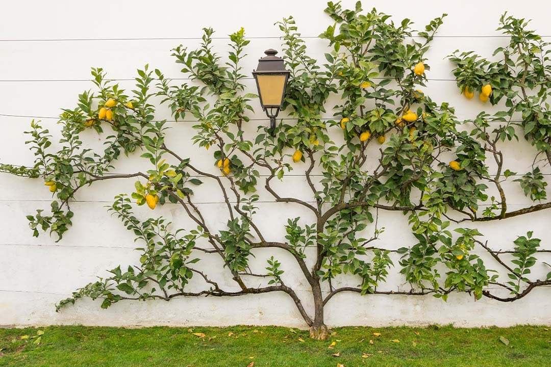 Lemon Tree Care Guide | Gardeners Dream