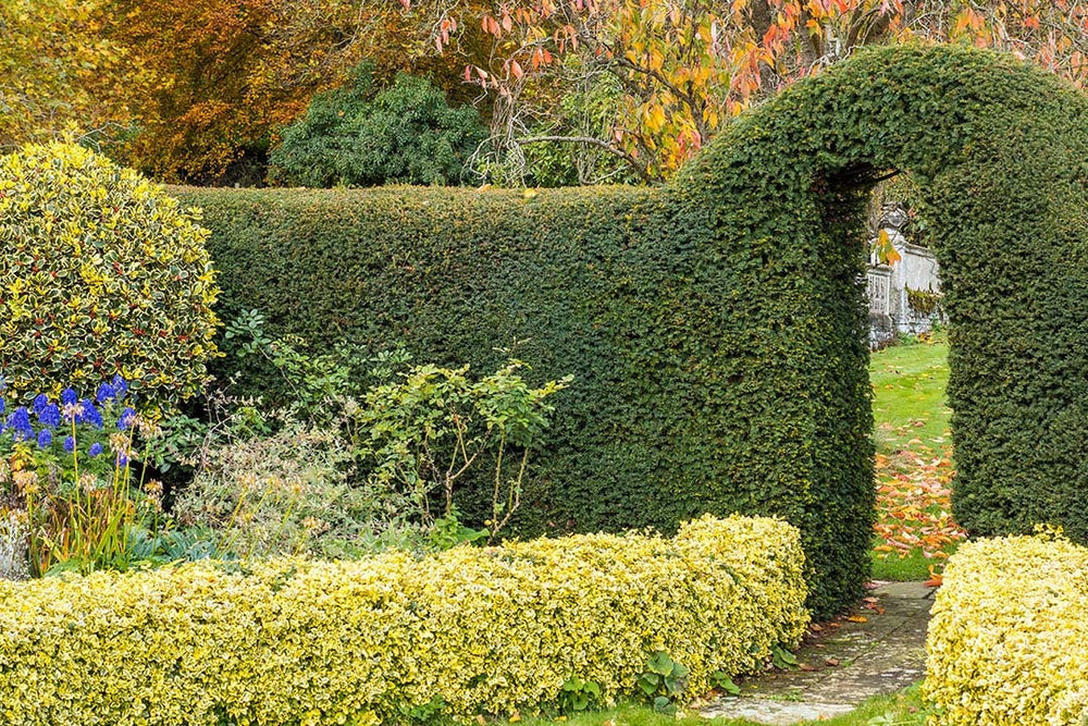 Leylandii Hedge | Leyland Cypress – Gardeners Dream