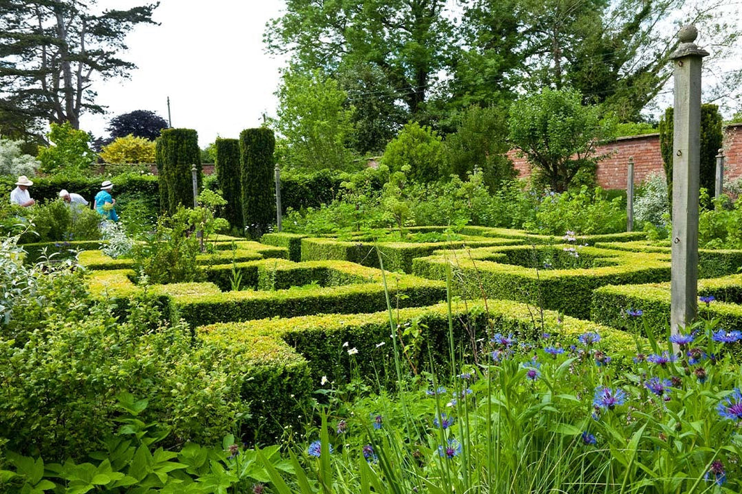 When To Plant Box Hedging | Gardeners Dream