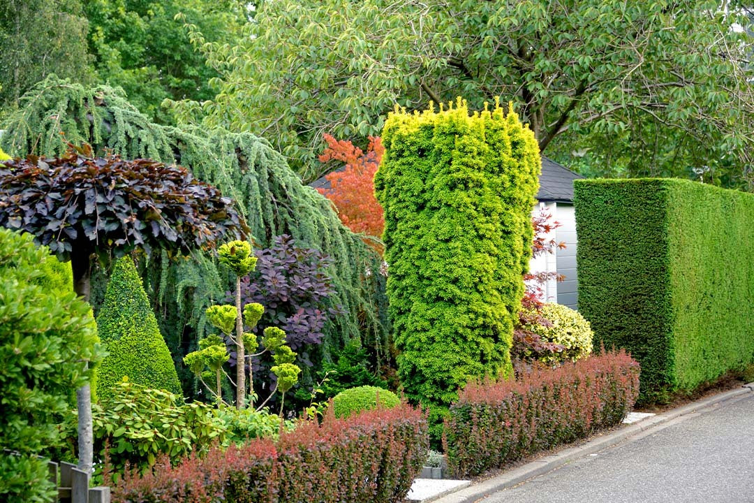 When To Cut A Conifer Hedge | Gardeners Dream