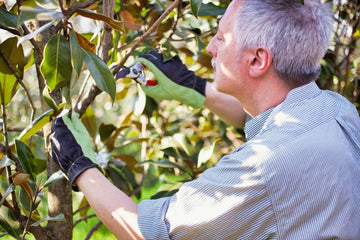 When To Prune Willow Trees | Gardeners Dream