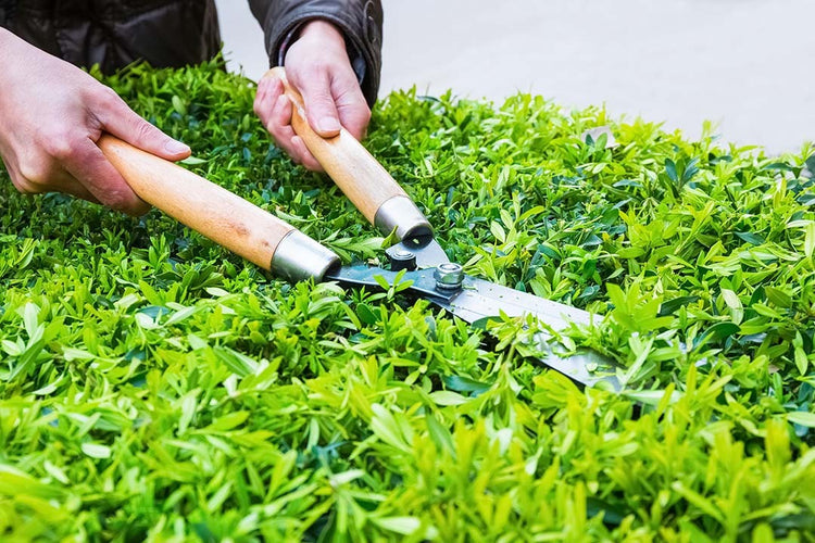 How To Trim A Hedge | Gardeners Dream