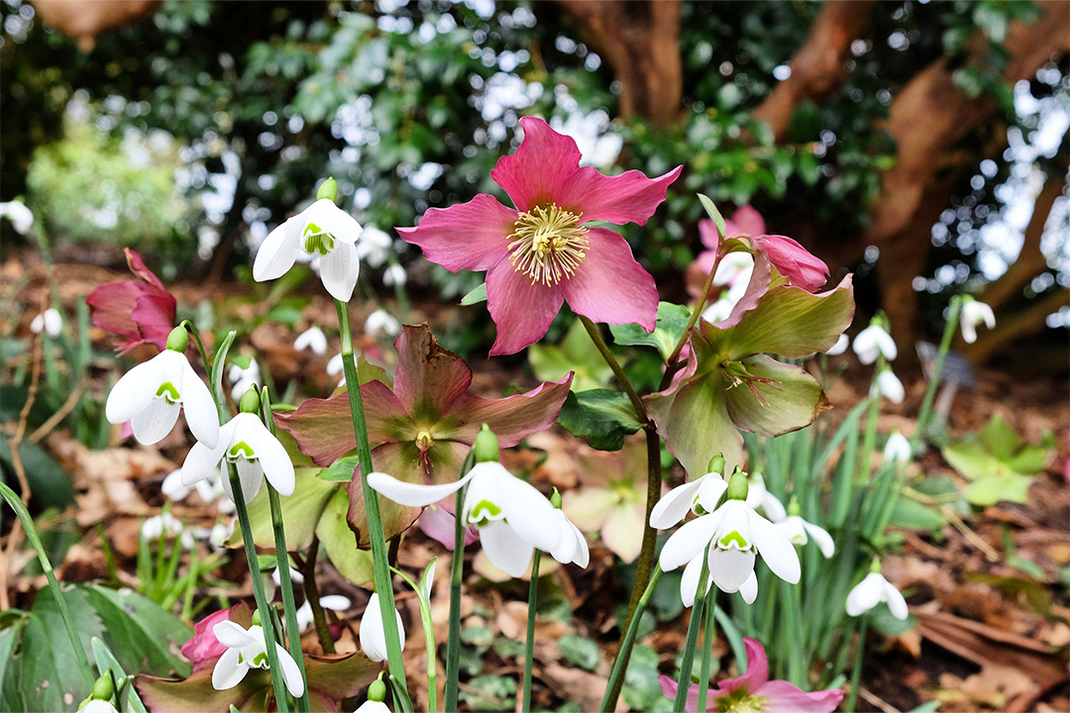 January Flowers | Gardeners Dream
