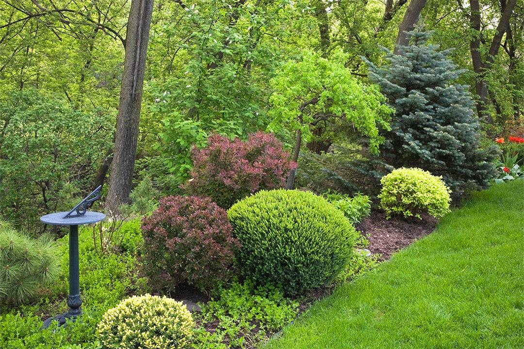 Landscape Shrubs For Shade