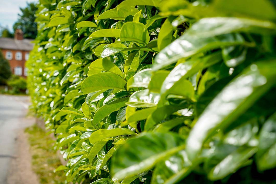 How To Grow Hedging Plants | Gardeners Dream