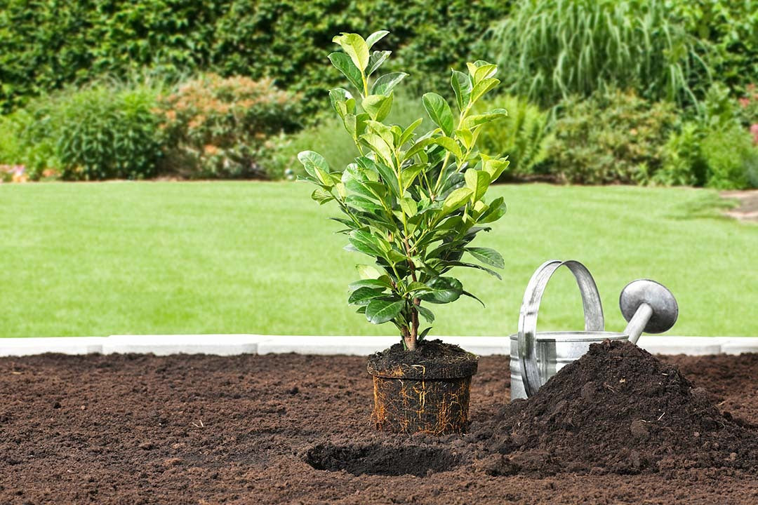 When To Prune A Laurel Hedge | Gardeners Dream