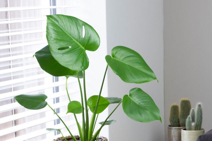 How To Care For Monstera Deliciosa | Gardeners Dream