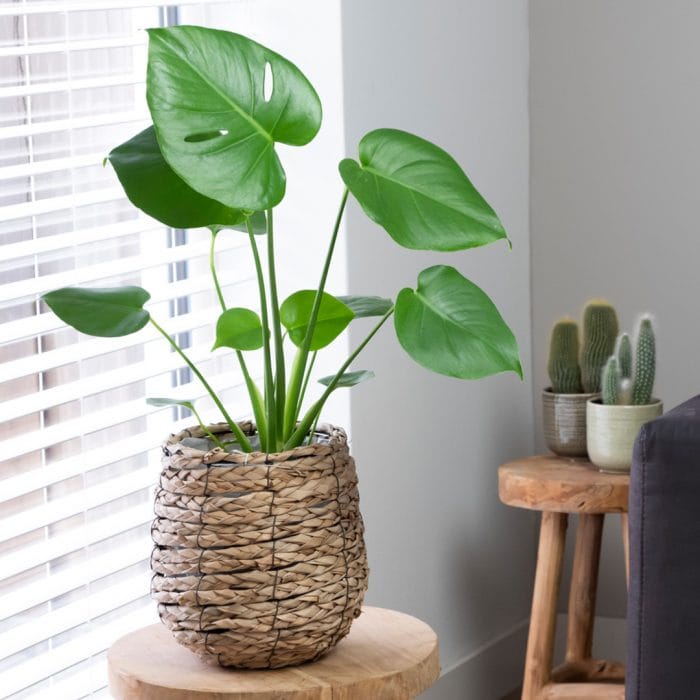 Guide To Indoor Cheese Plant Care | Gardeners Dream
