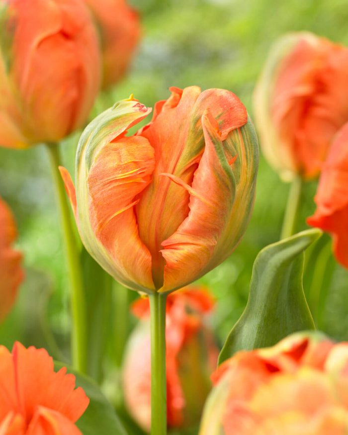 What To Plant In October | Gardeners Dream