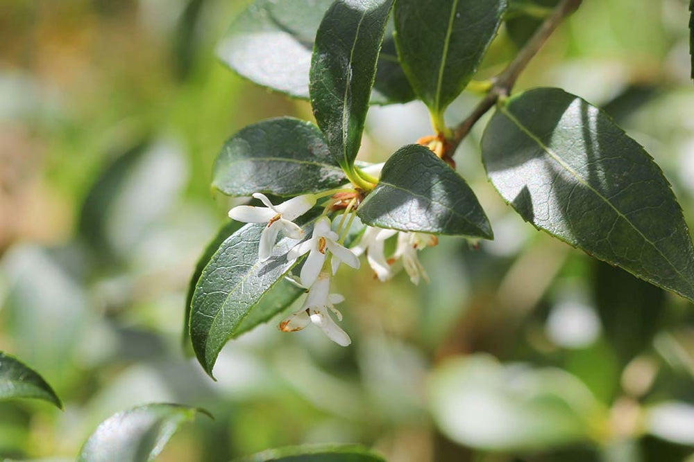 Juneberry Bare Root Hedge | Shadbush – Gardeners Dream
