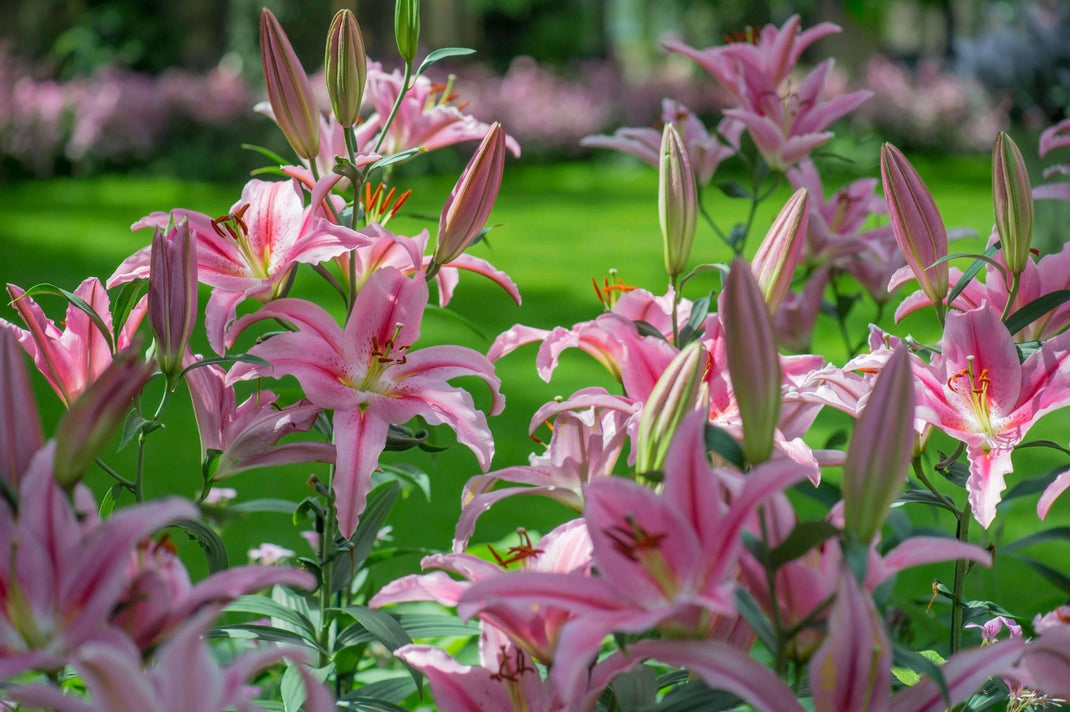 How To Plant Lily Bulbs | Gardeners Dream