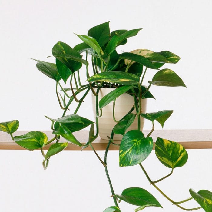 10 Perfectly Small House Plants | Gardeners Dream