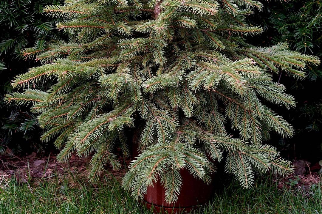 Christmas Tree To Plant