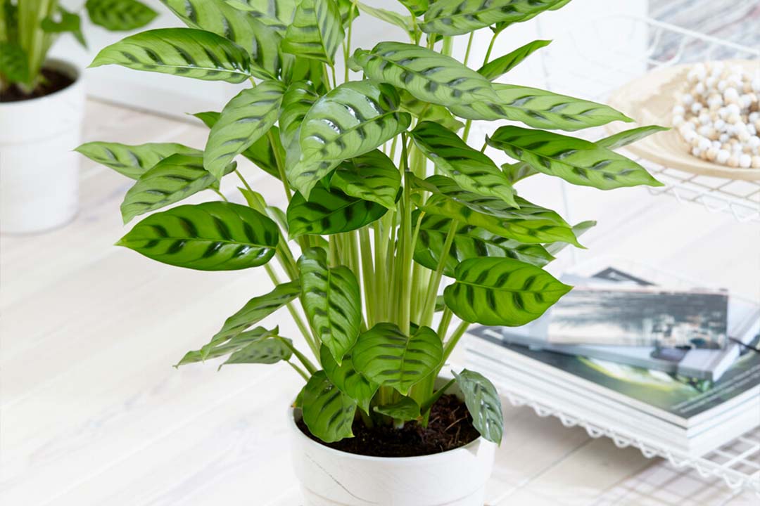 Guide To Calathea Plant Care | Gardeners Dream