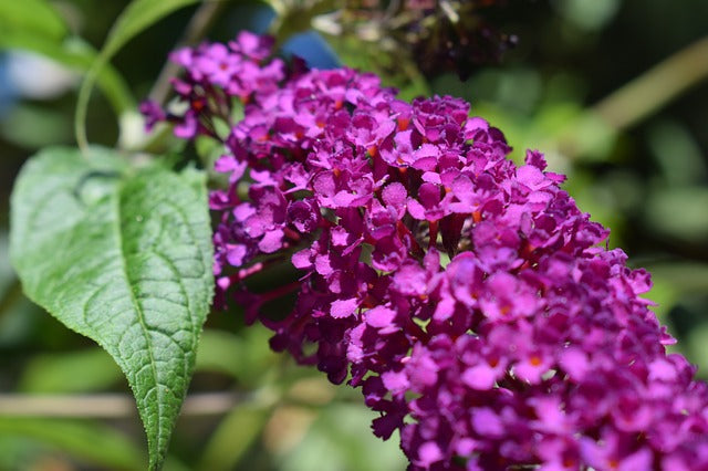 How To Plant Grow And Care For A Buddleia | Gardeners Dream