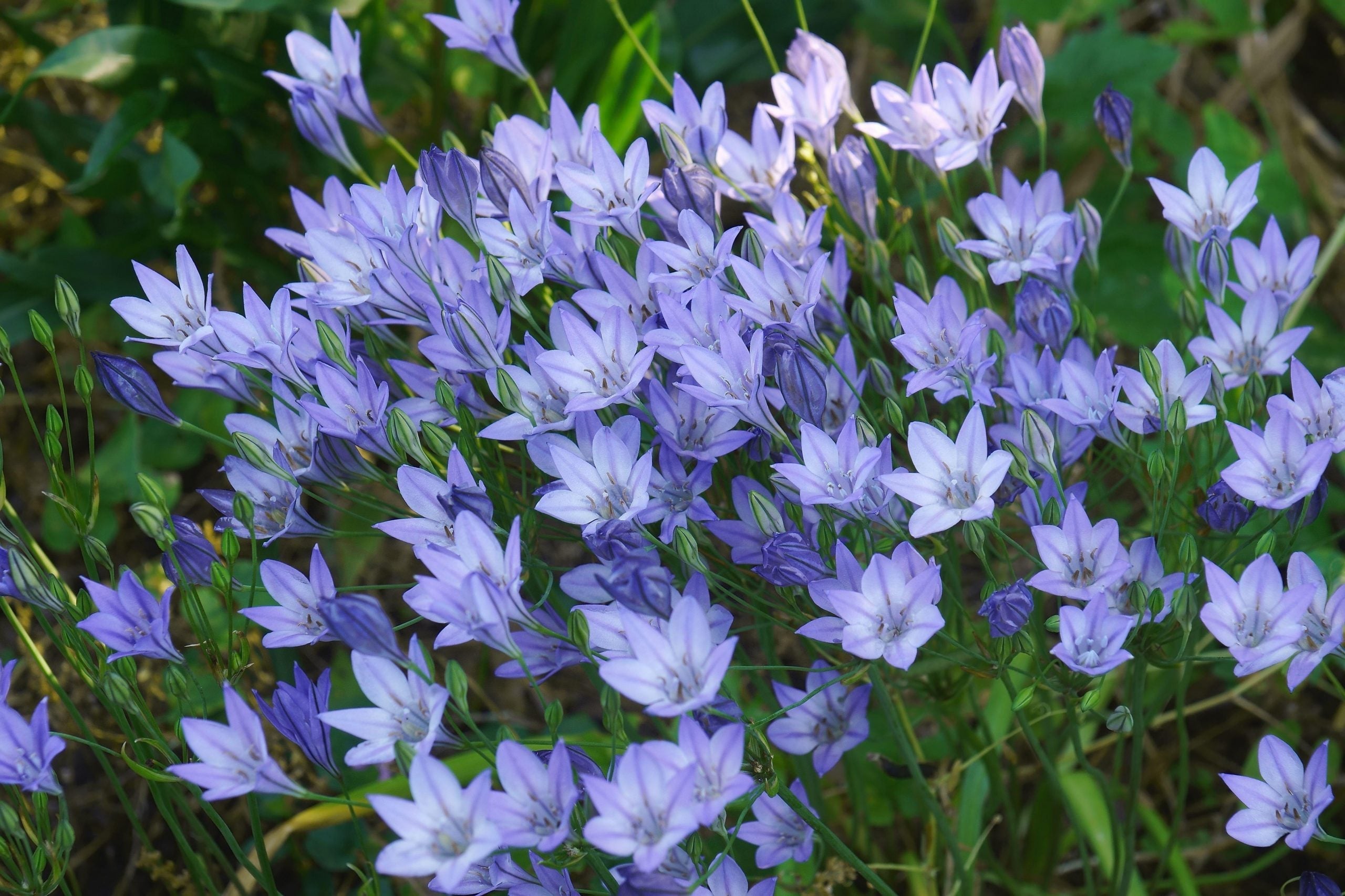 Top 7 Autumn Flowering Bulbs In The UK | Gardeners Dream