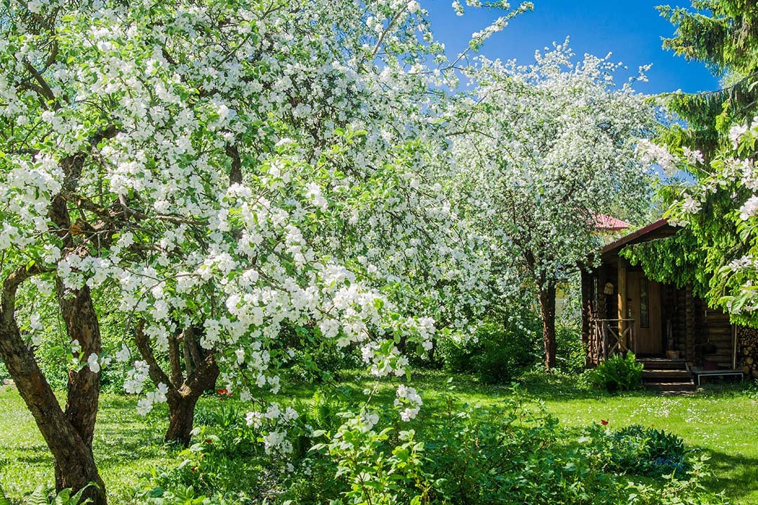 Pruning Apple Trees: How & When | Gardeners Dream