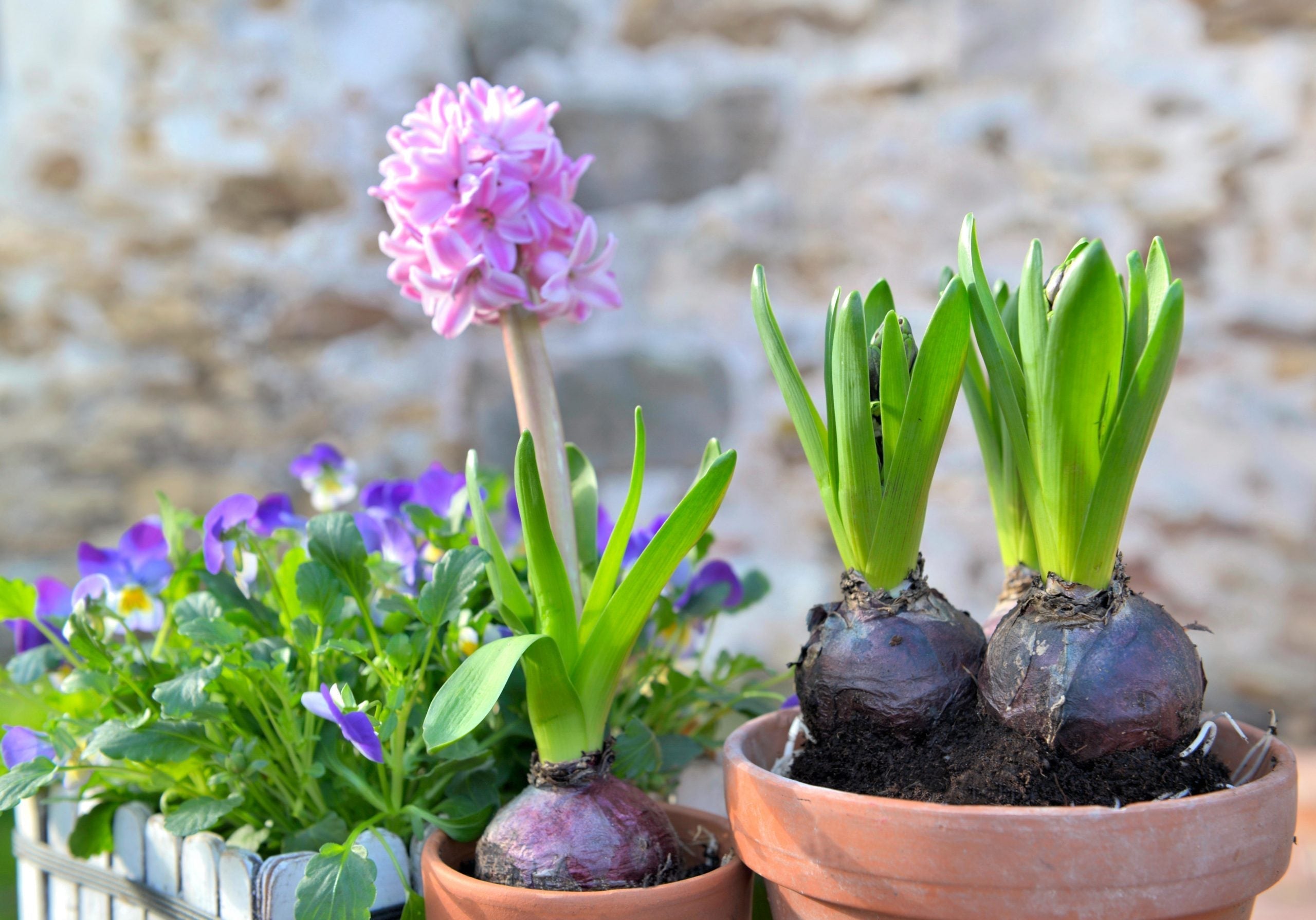 What To Do With Hyacinth Bulbs After Flowering | Gardeners Dream
