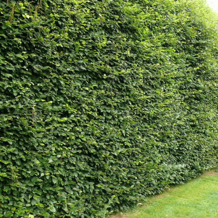 Beech Hedge Planting Guide | Gardeners Dream