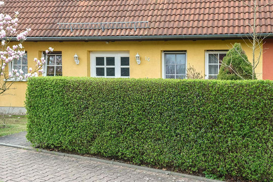 12 Best Evergreen Hedges for Your Garden | Gardeners Dream