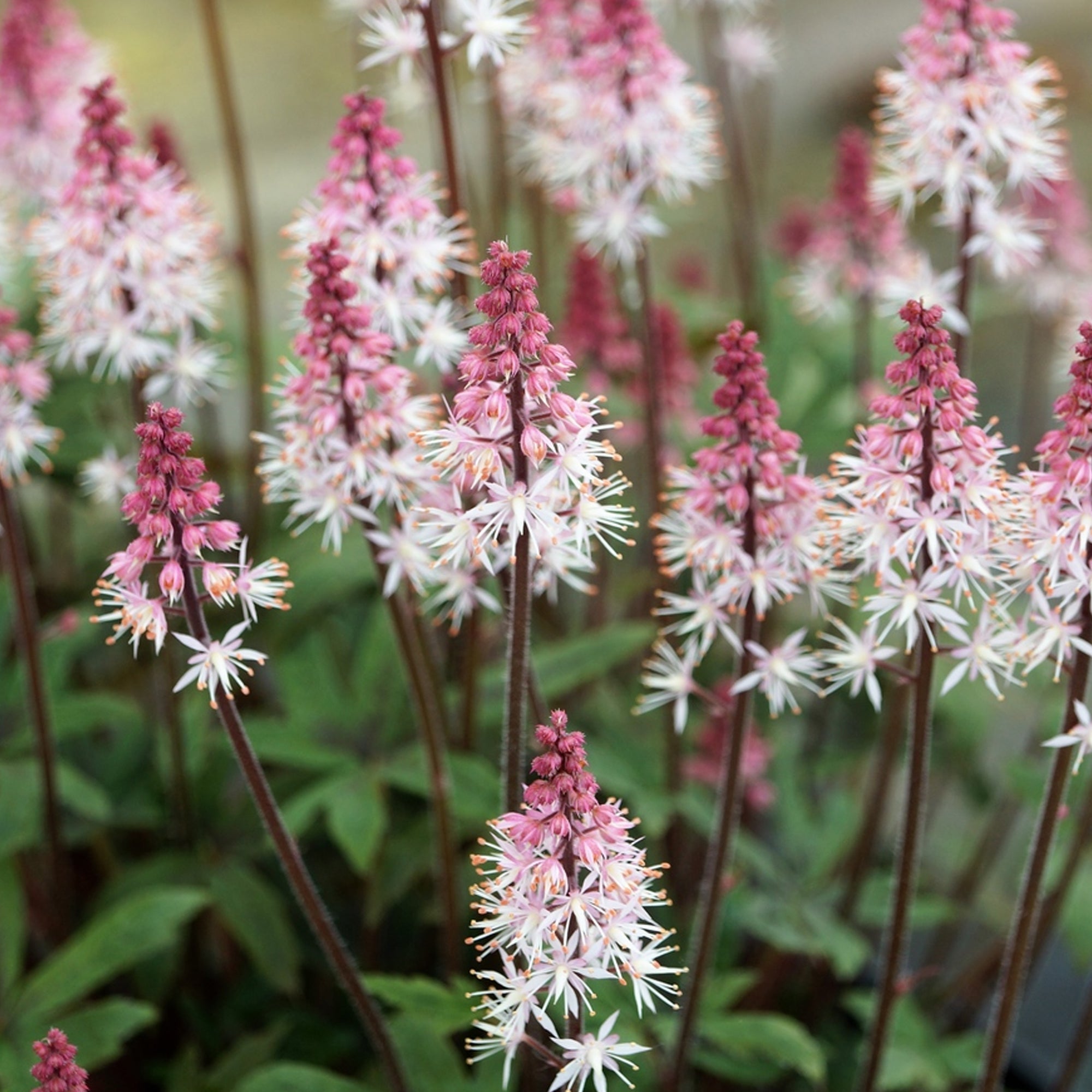 Tiarella Plants | Gardeners Dream