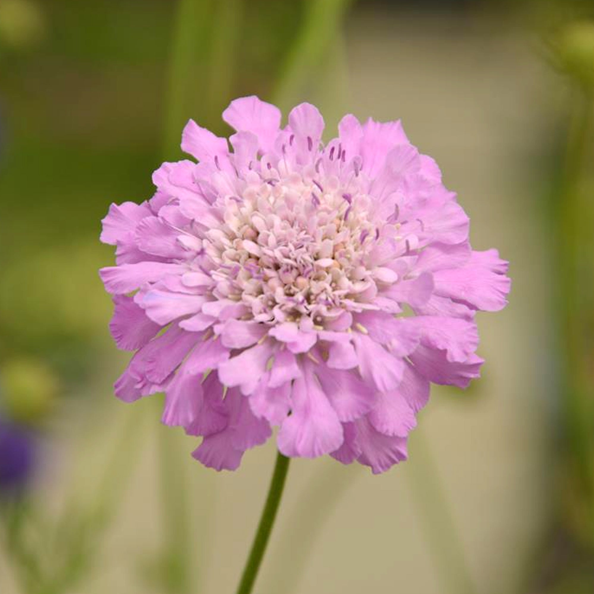 Pink Flowers for the Garden | Pink Plants | Gardeners Dream
