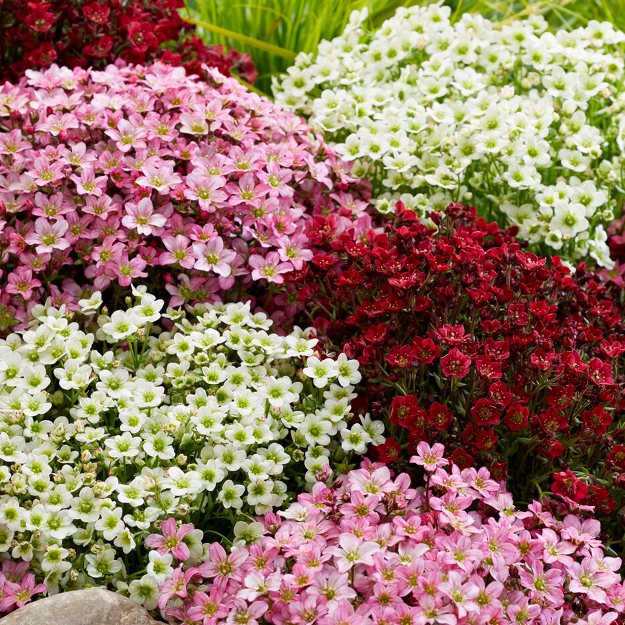 Garden Plant Mixes | Gardeners Dream