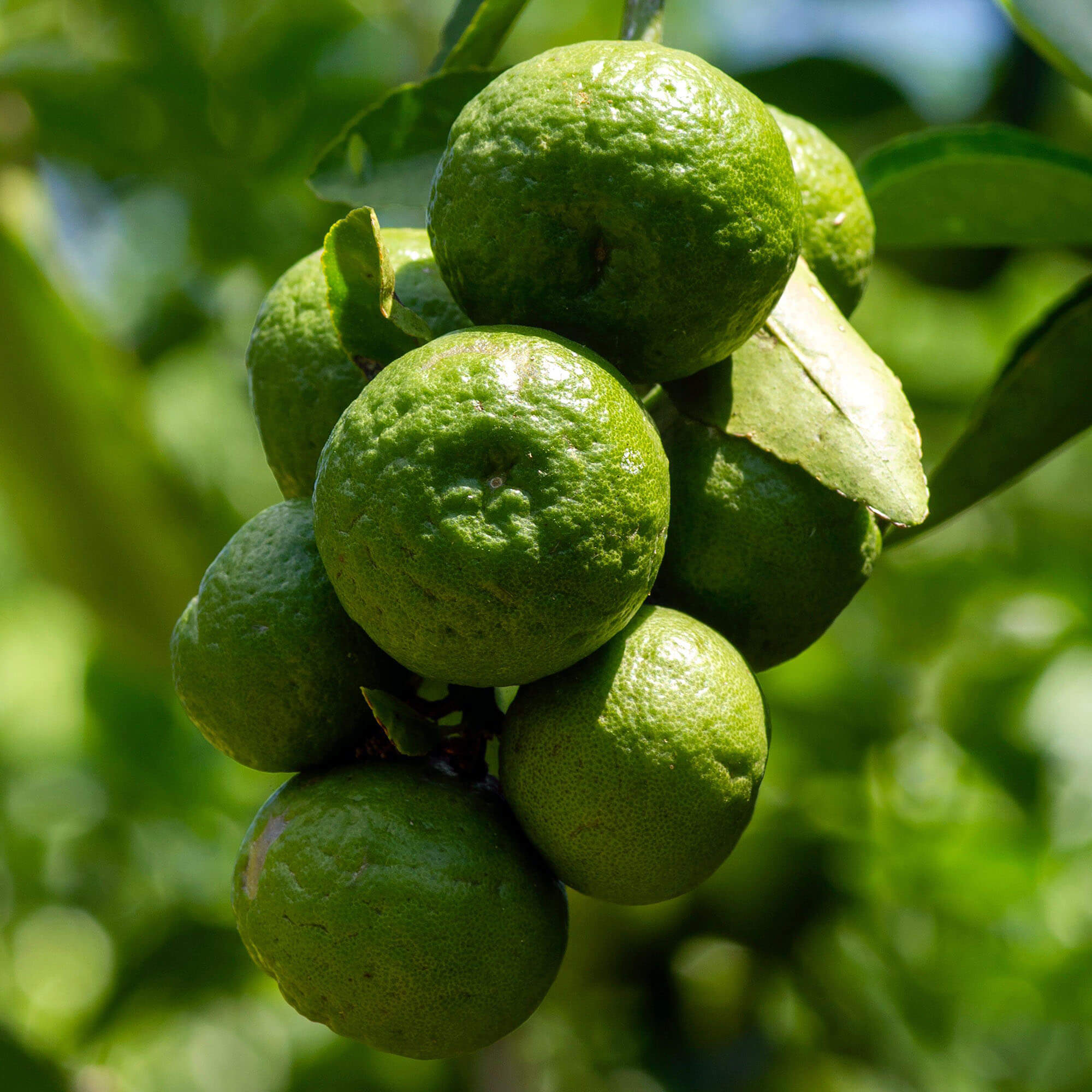 Buy 6 get 15% off Trees – Page 10 – Gardeners Dream