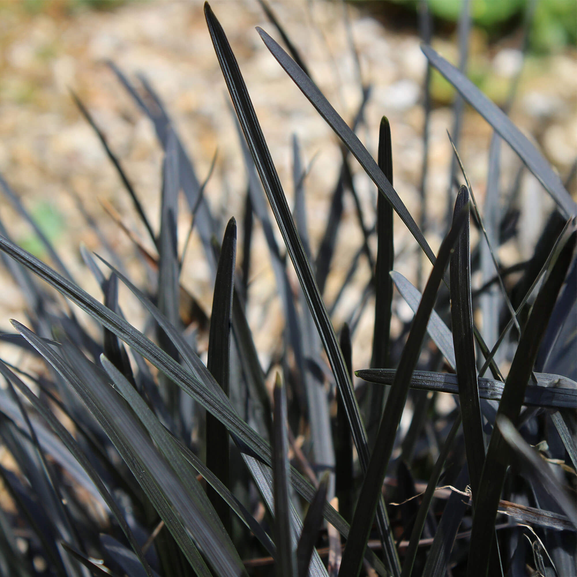Black Flowers & Plants for the Garden | Gardeners Dream